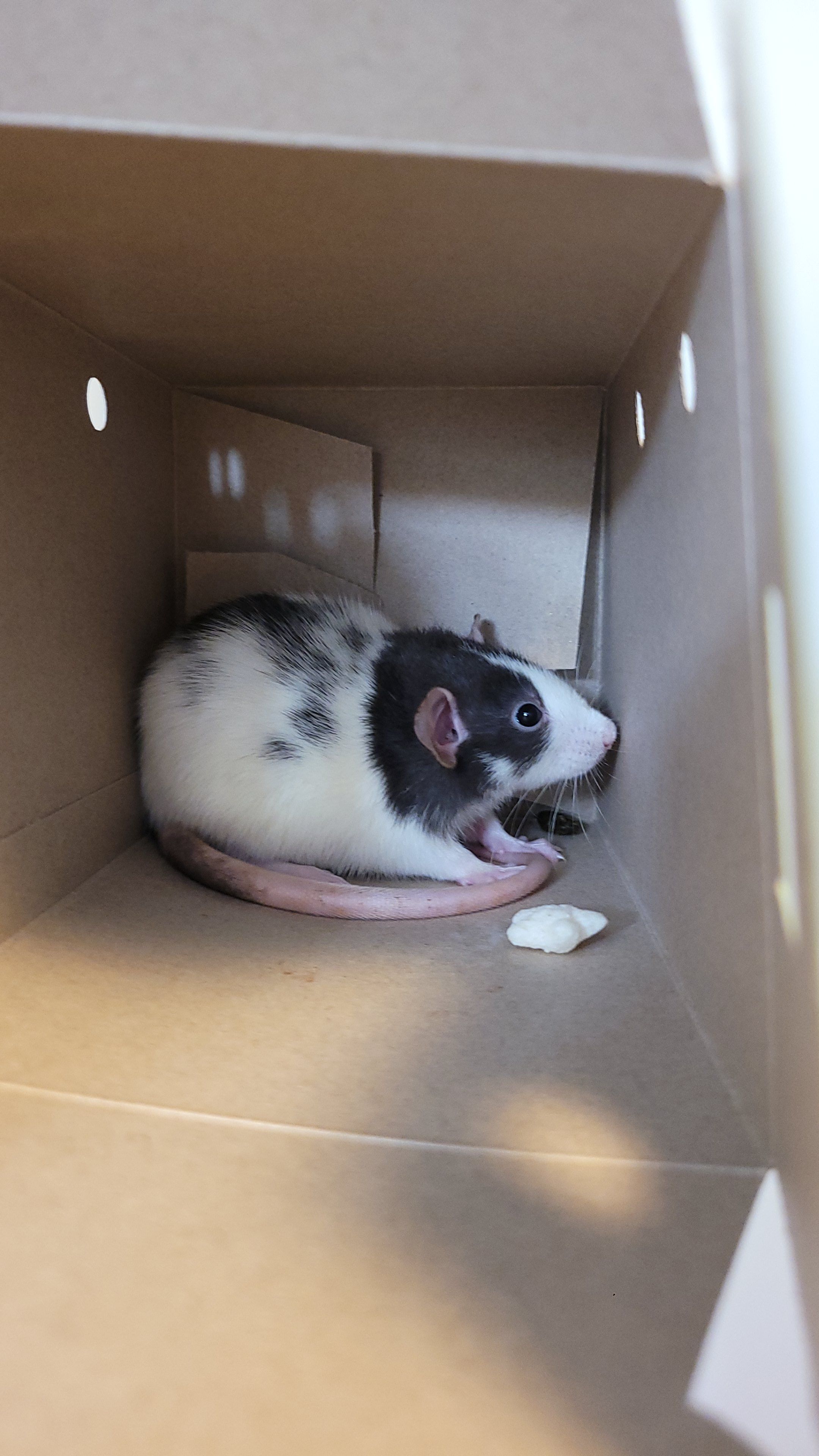 Introducing the baby? | Scrolller