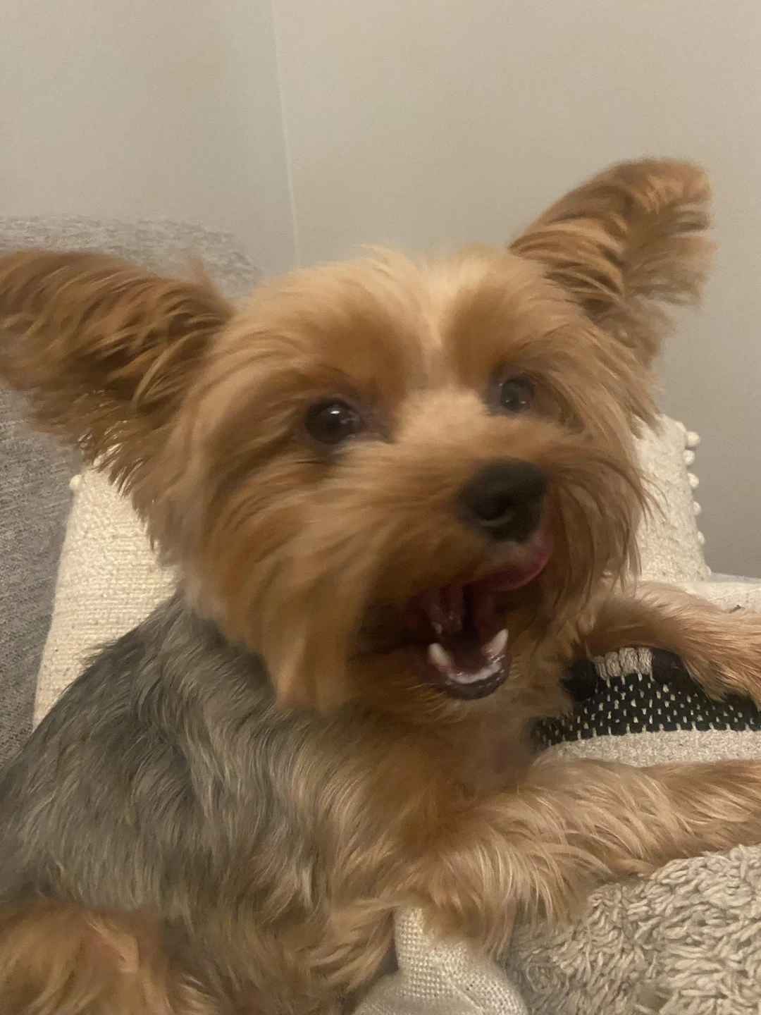 Big yawn for a little guy 🥱💤 | Scrolller