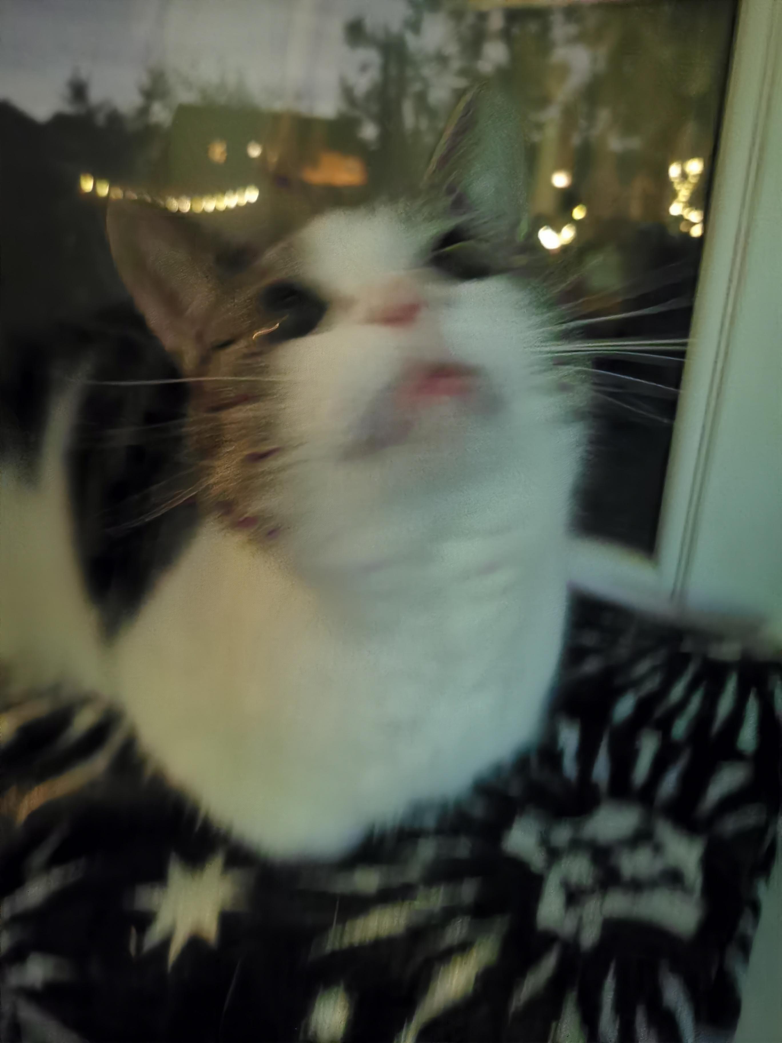 blurry picture of a cat | Scrolller