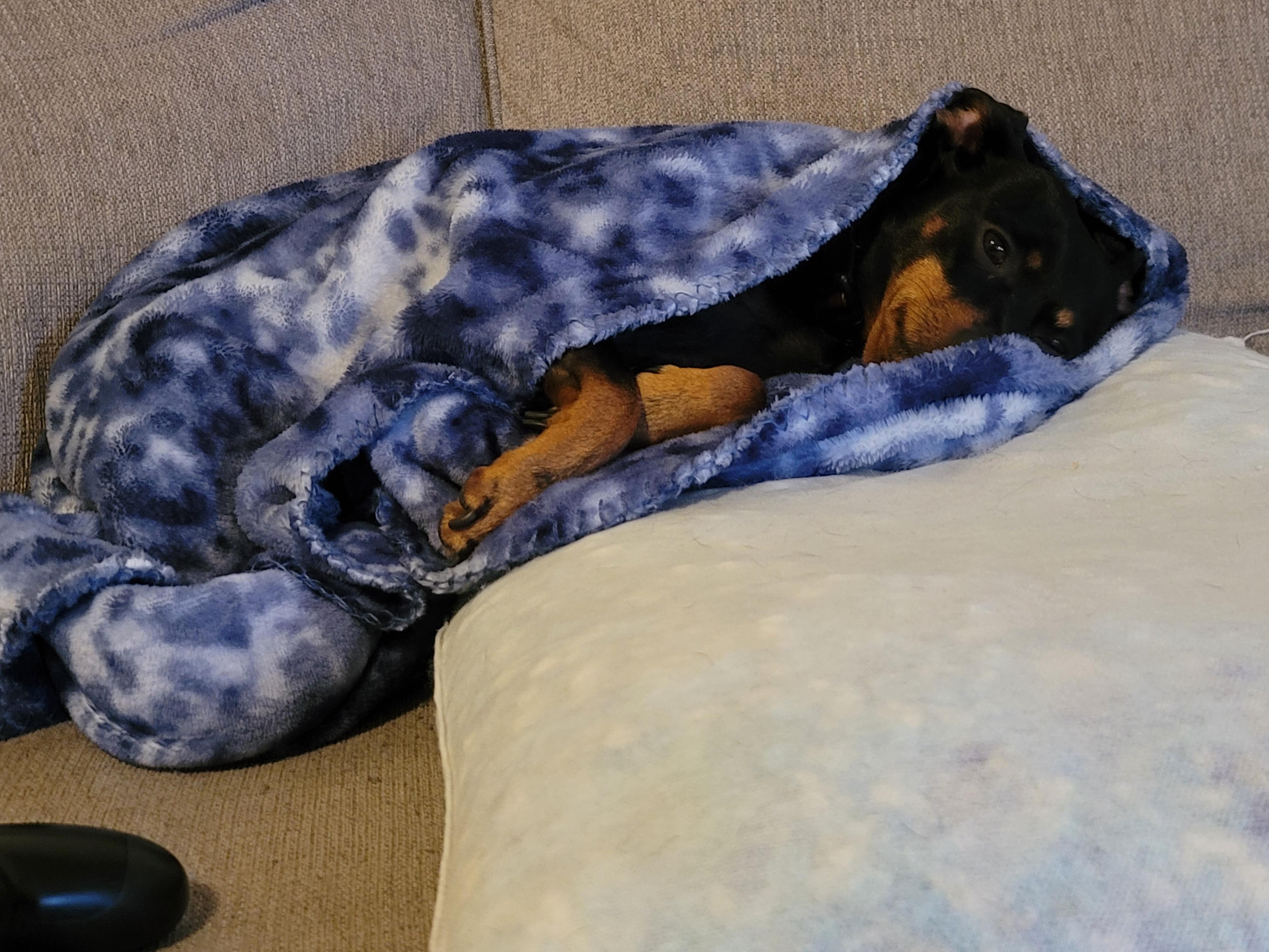 So comfy | Scrolller