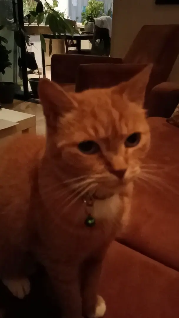 Daily brush session #649 | Scrolller