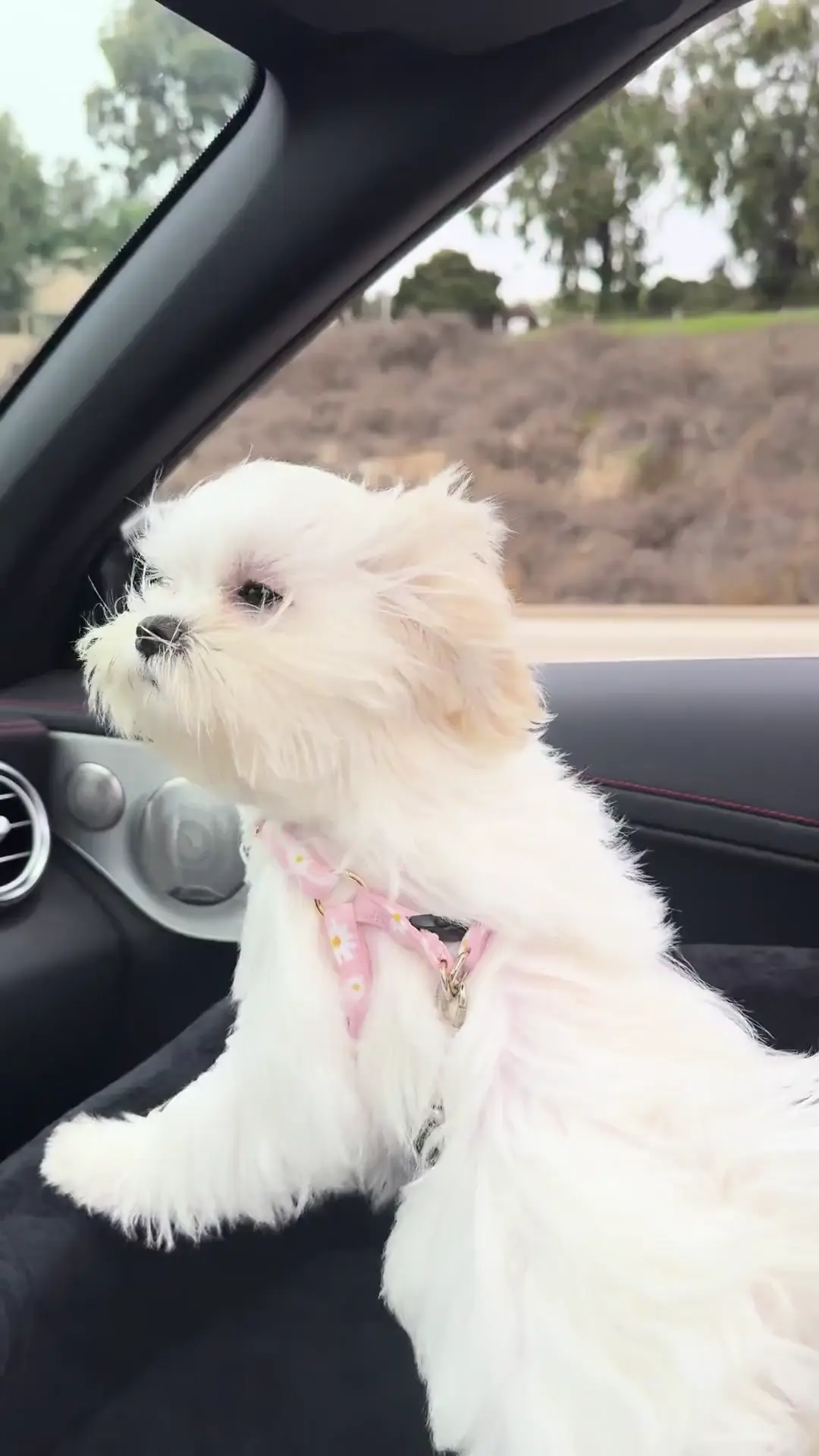 Daisy Rolling Down The Freeway In Her Droptop Scrolller