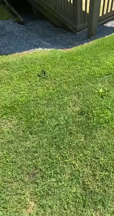 Danger noodles are fast | Scrolller