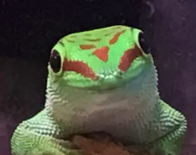 Day gecko part 3! | Scrolller