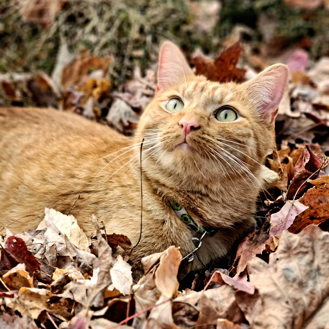 Happy Fall | Scrolller