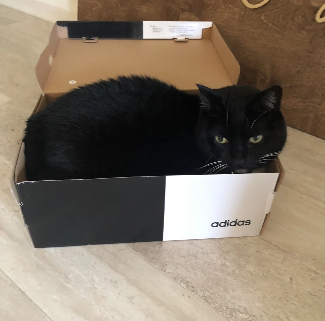 Adidas trap successful | Scrolller