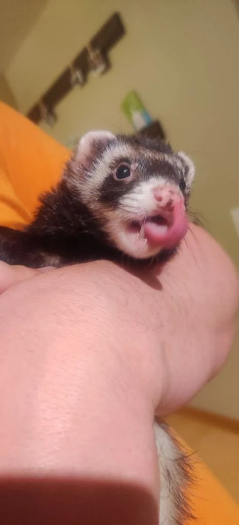 Finally moved in to his new house and did his first happy mlem | Scrolller