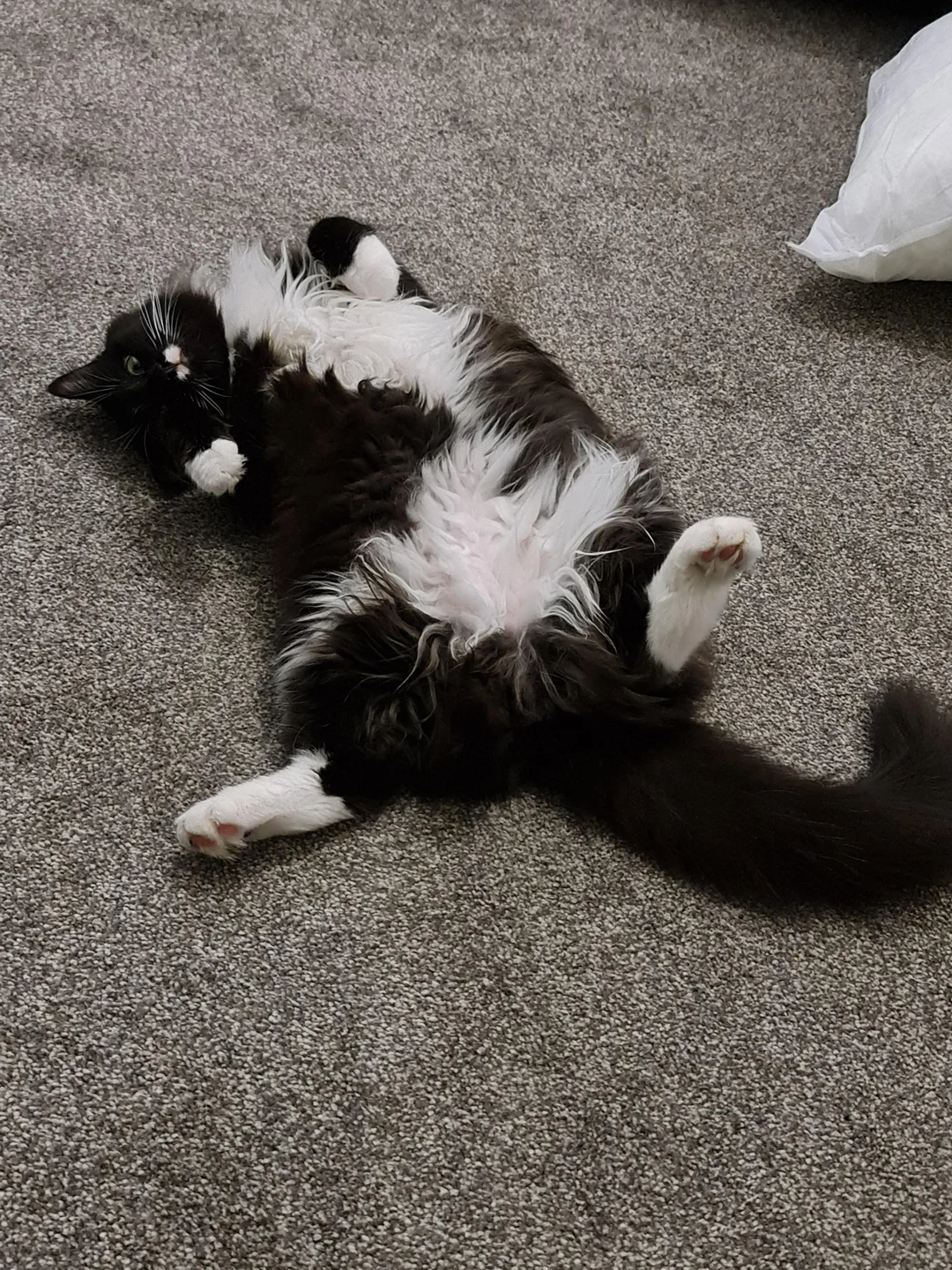 Meet milo | Scrolller