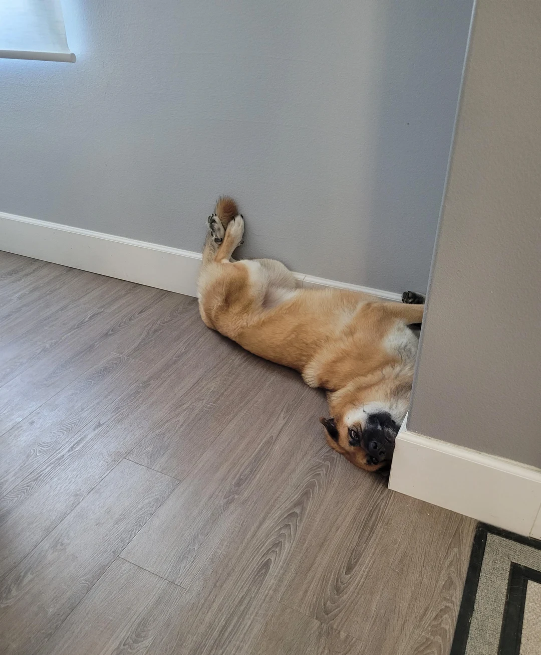 Corner derp | Scrolller