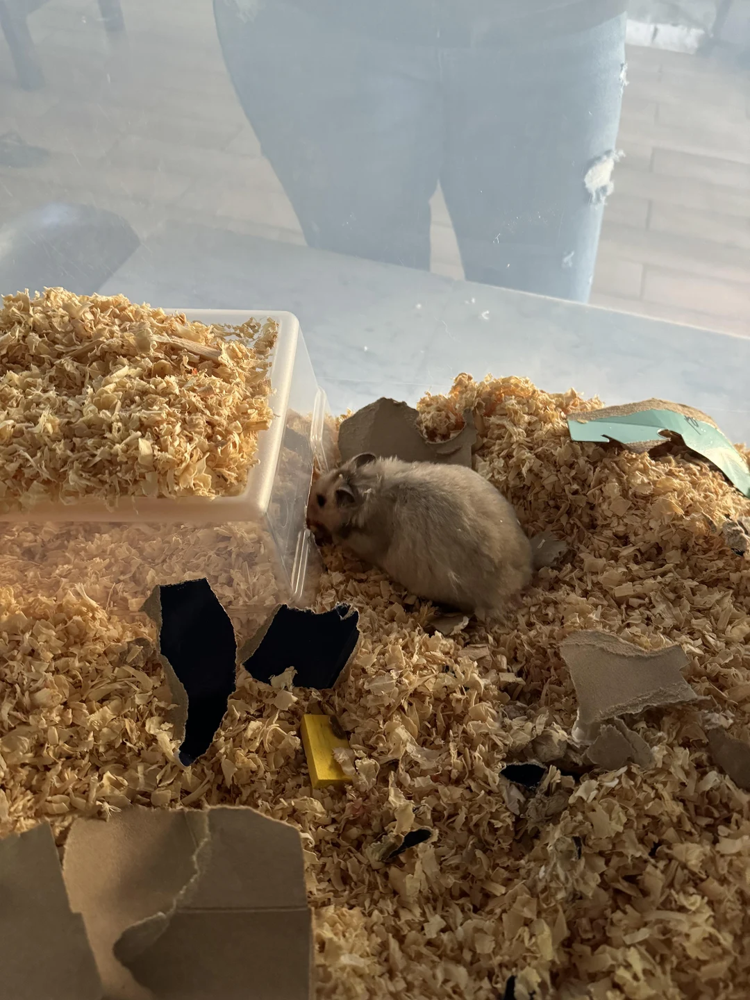 Decided to get a new hamster after 3 years. Oreo! | Scrolller