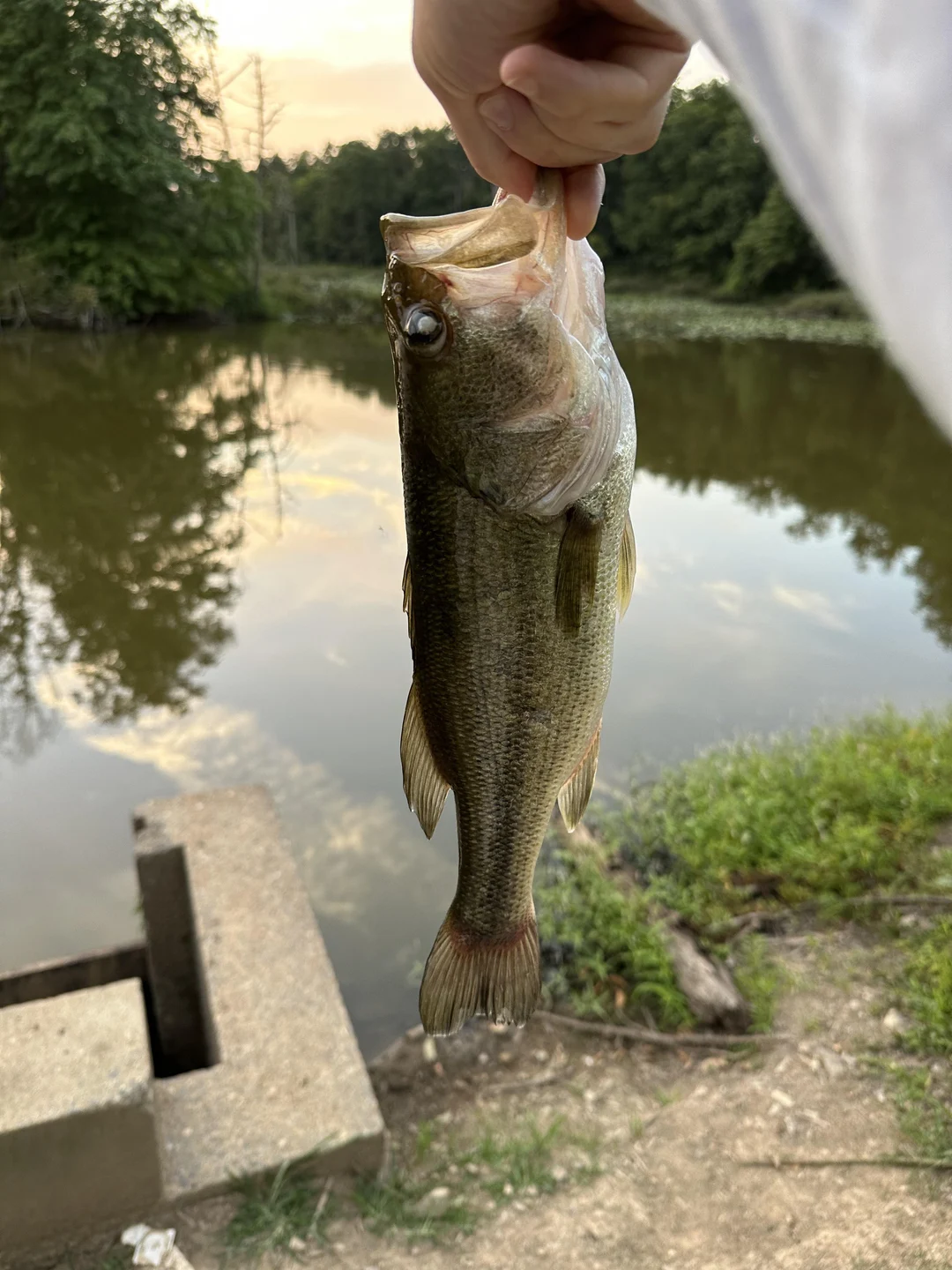 Caught my first bass | Scrolller