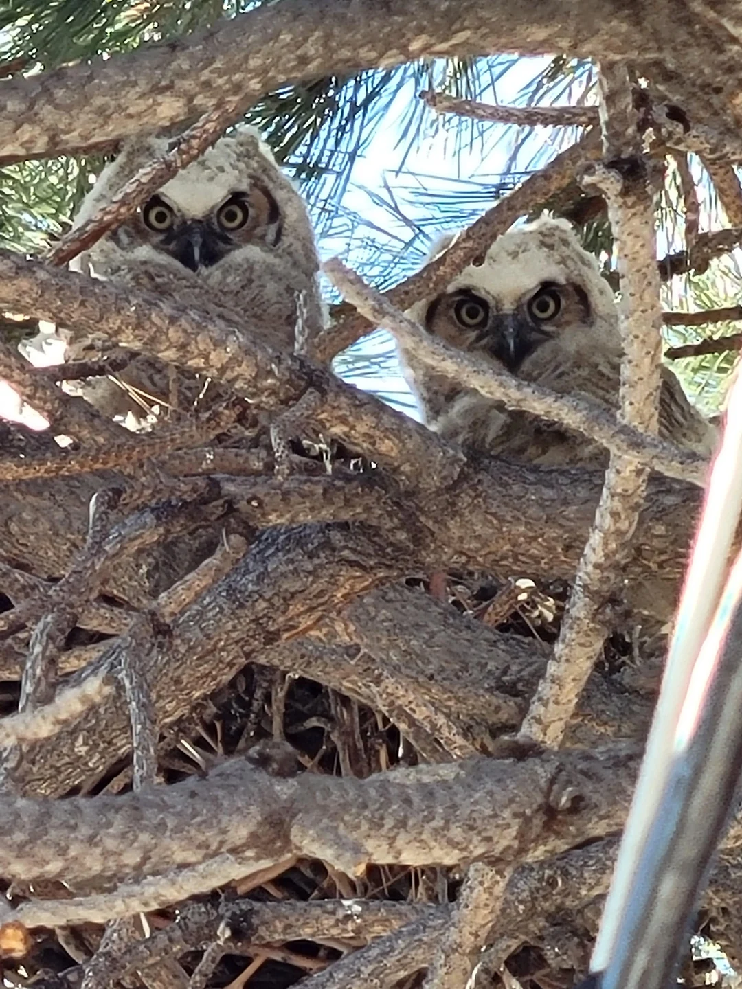 Couples of owls | Scrolller