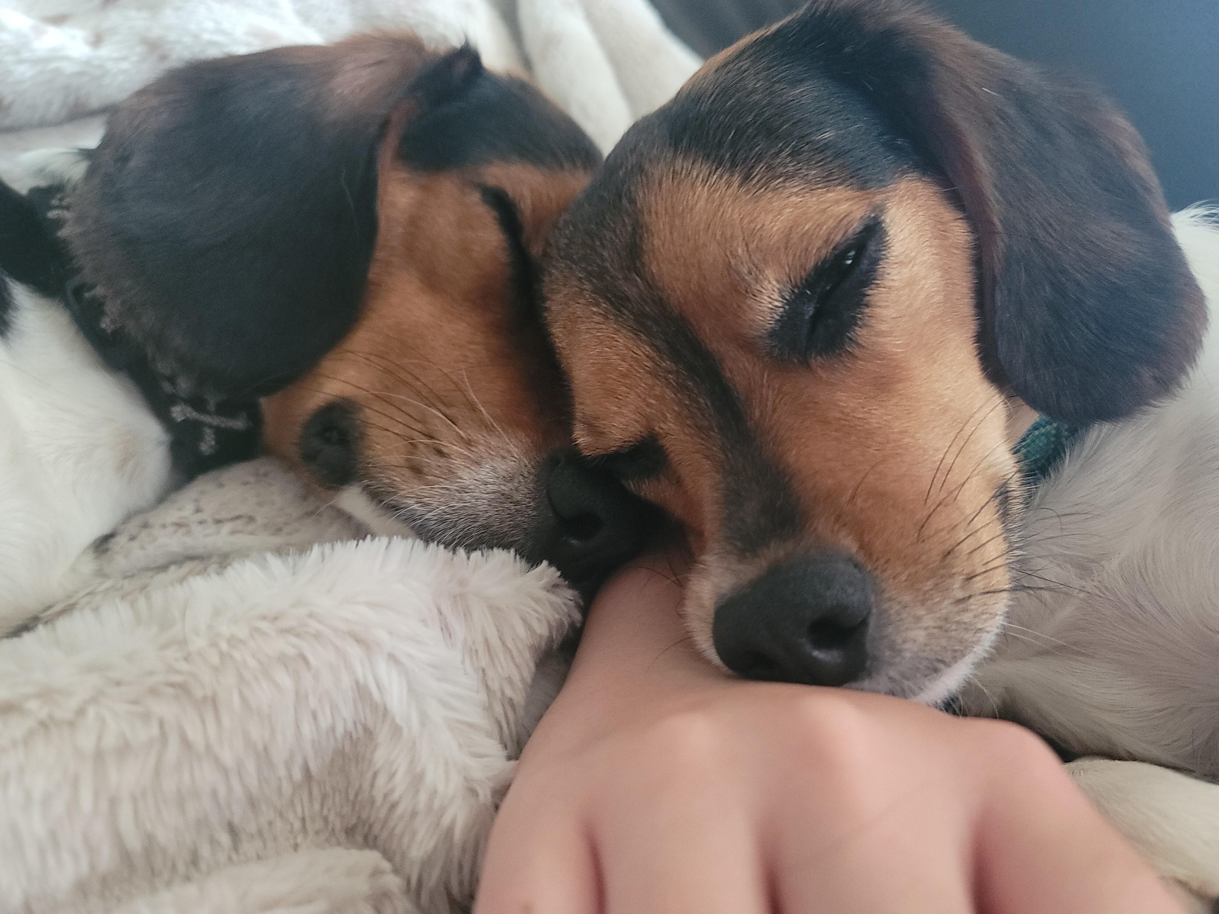 Siblings | Scrolller