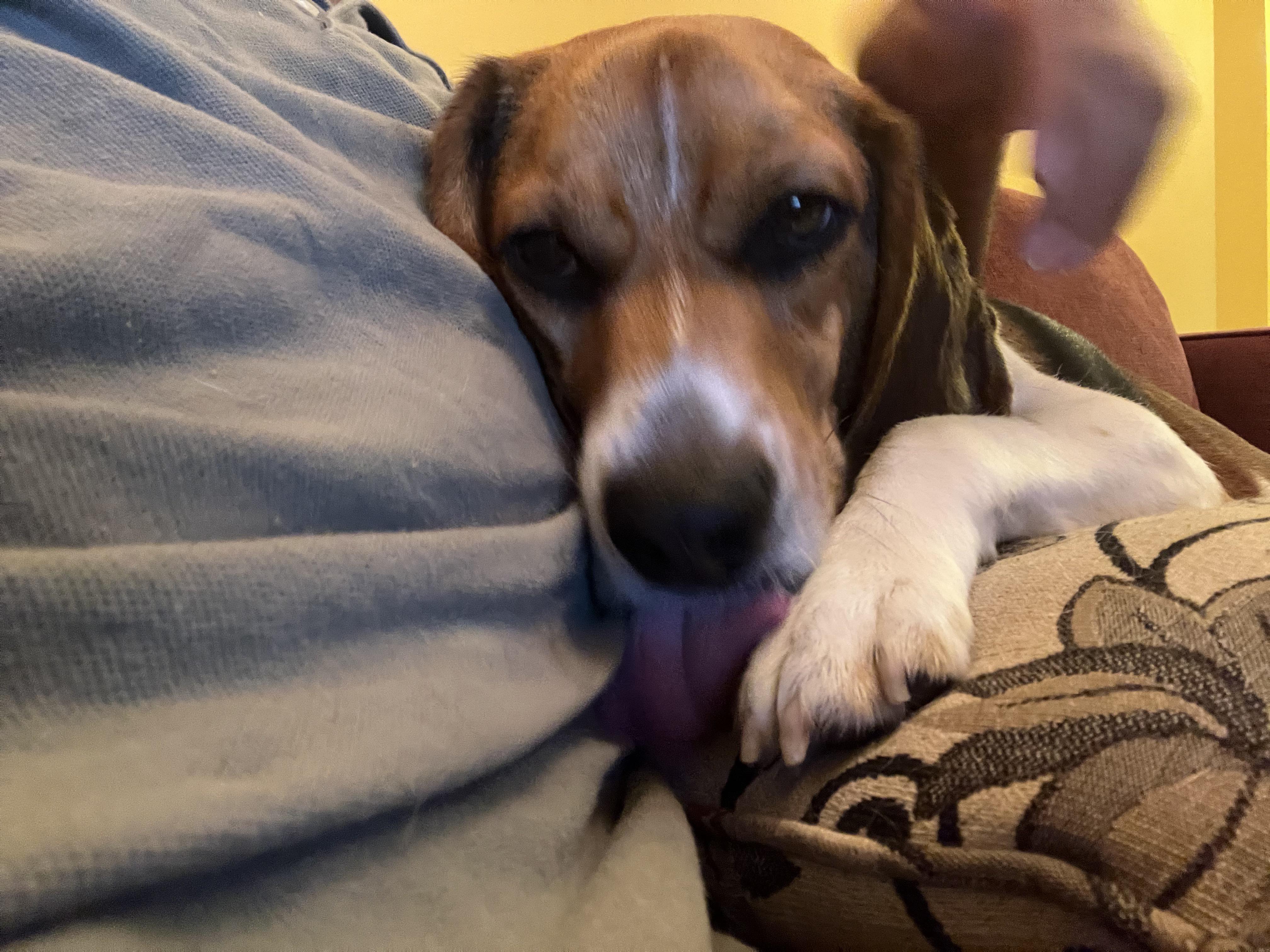 Leo aka best companion ever (OC) | Scrolller