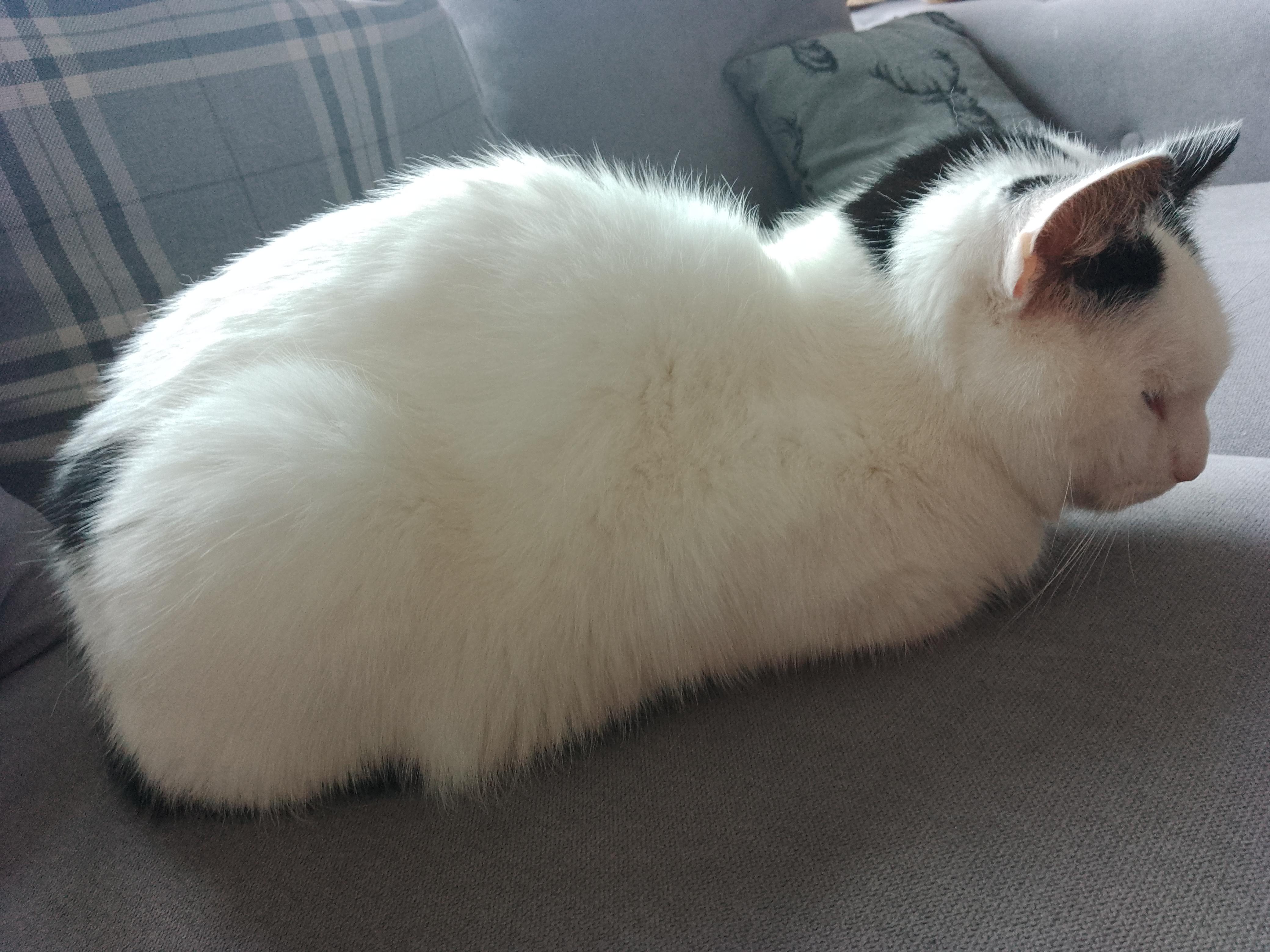 Earl, a perfect loaf | Scrolller
