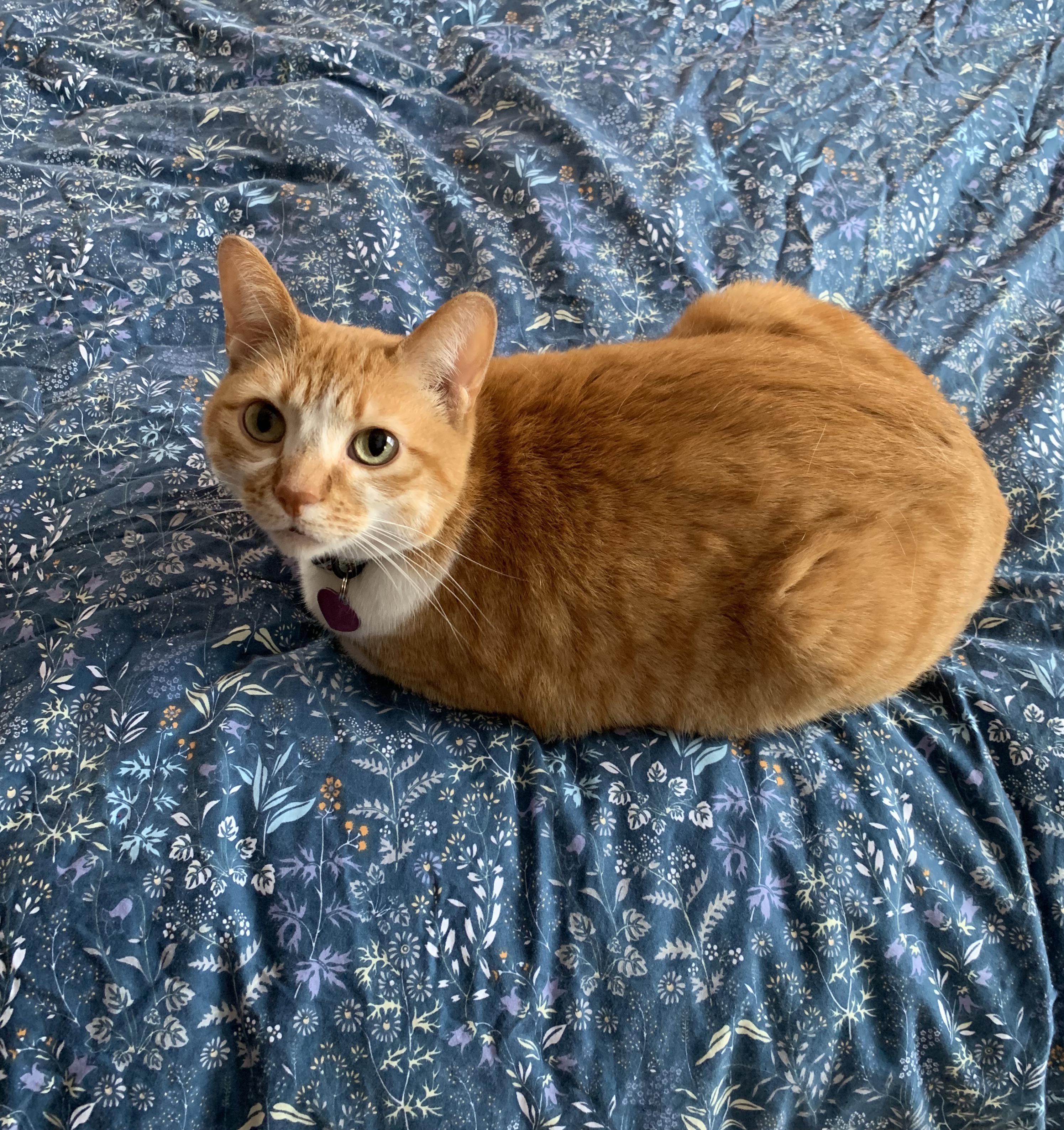 Professional loaf | Scrolller