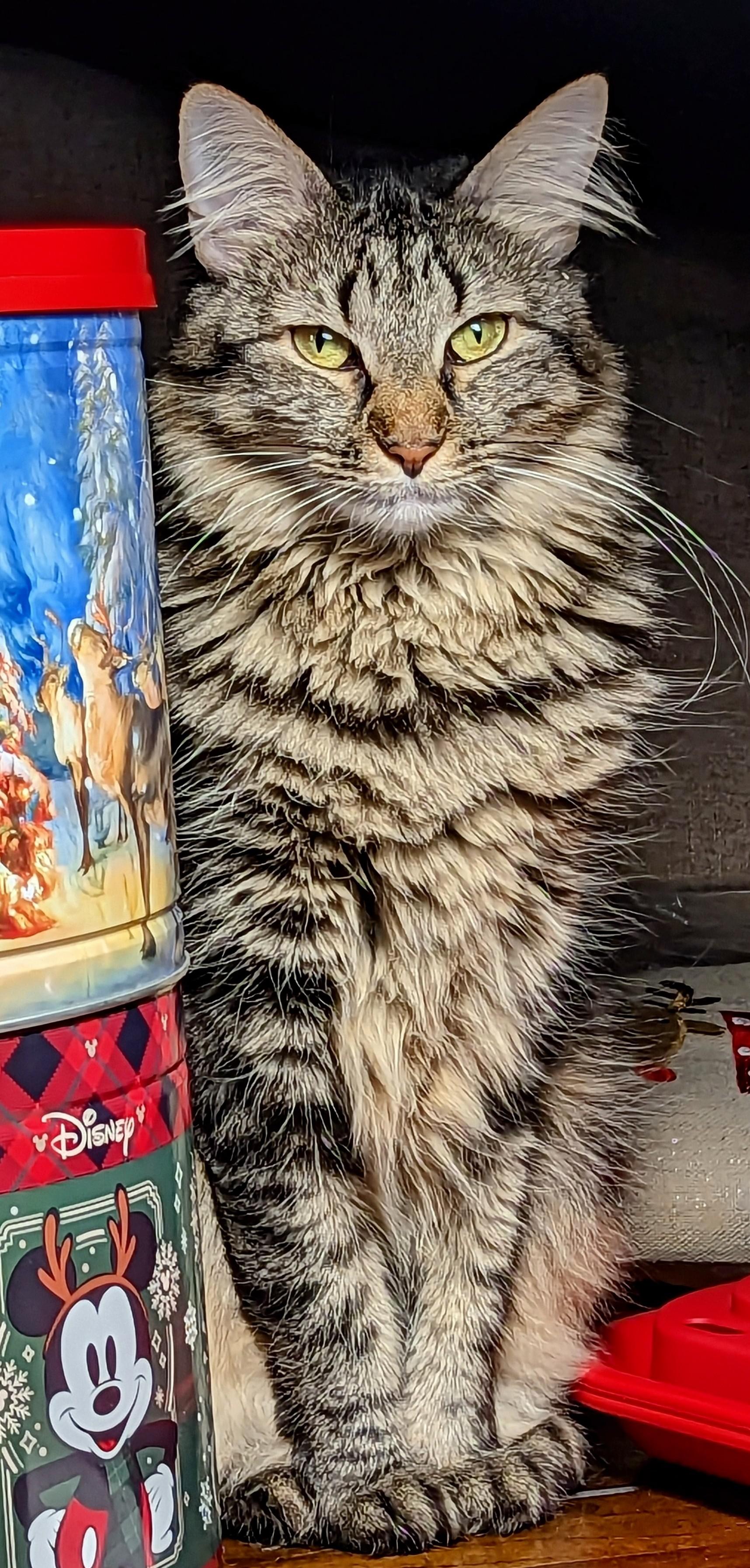 Katie Grace looking regal. Click pic | Scrolller