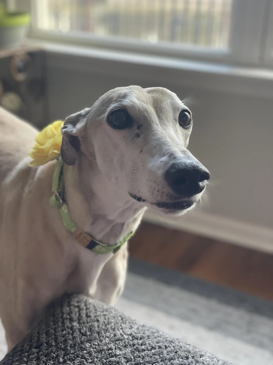 Libby is ready for Spring. | Scrolller