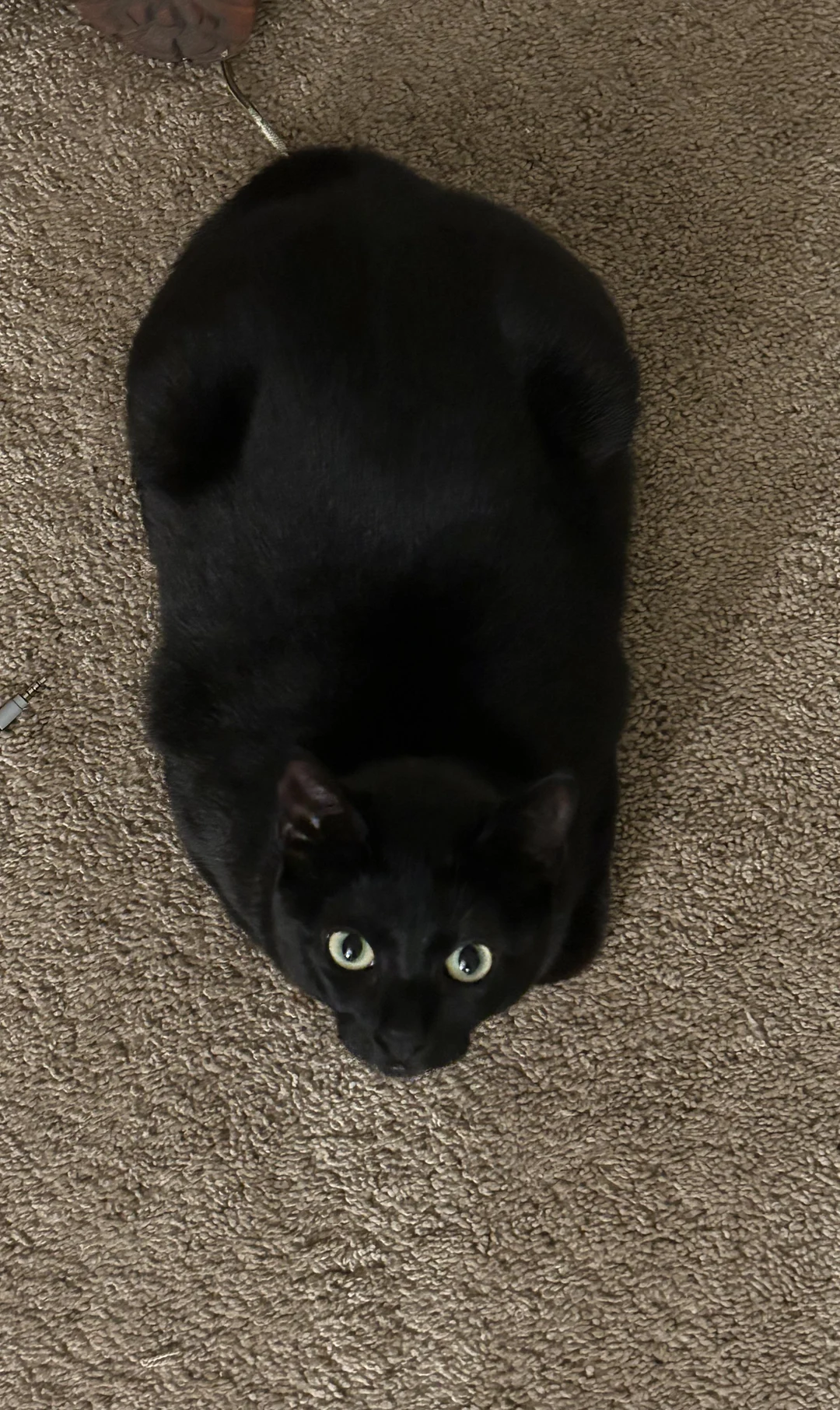 void loaf | Scrolller