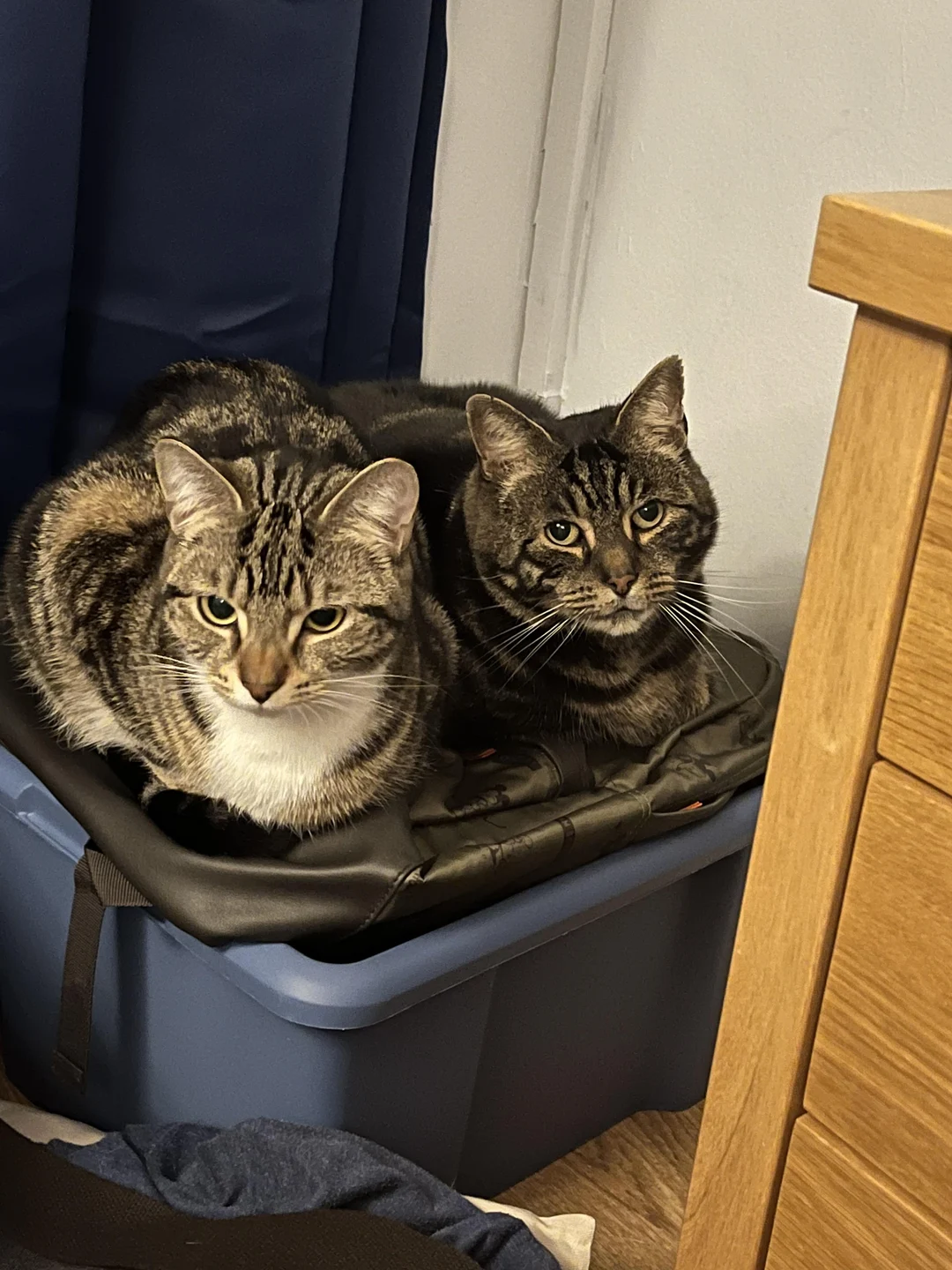 What’s better than a singular loaf? A double loaf! | Scrolller
