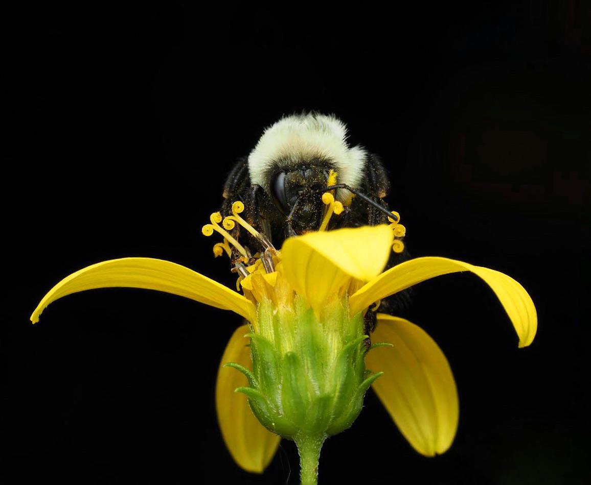 Bumble bee on a wildflower | Scrolller