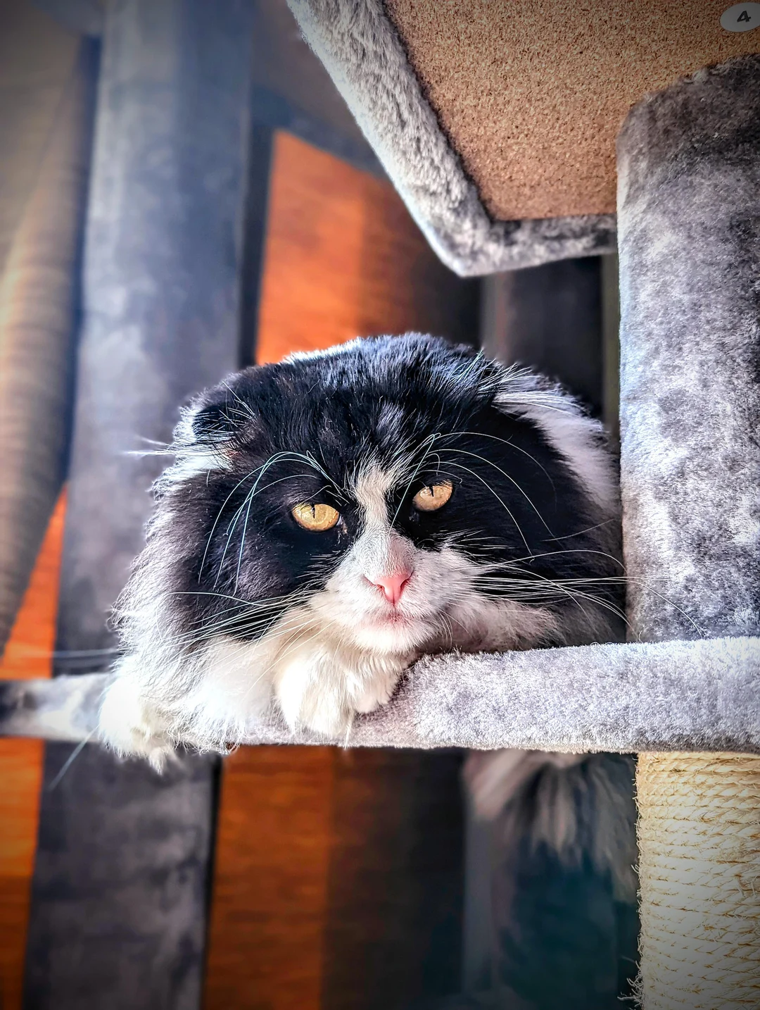 Discover more like Floof: Black and white floof and Related Content | Scrolller