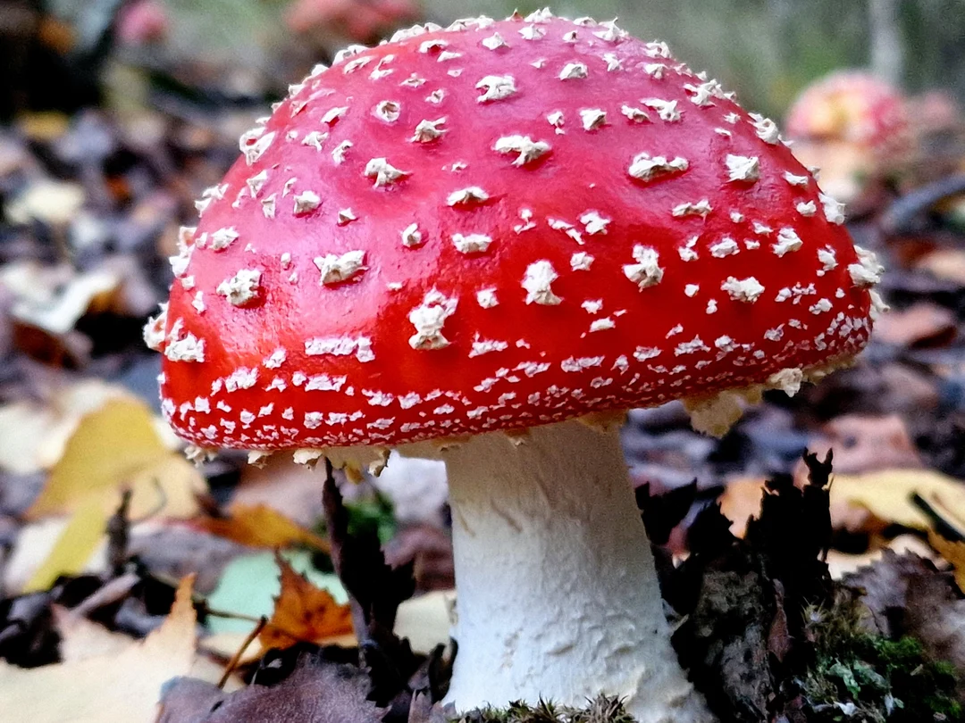 the most beautiful mushroom | Scrolller