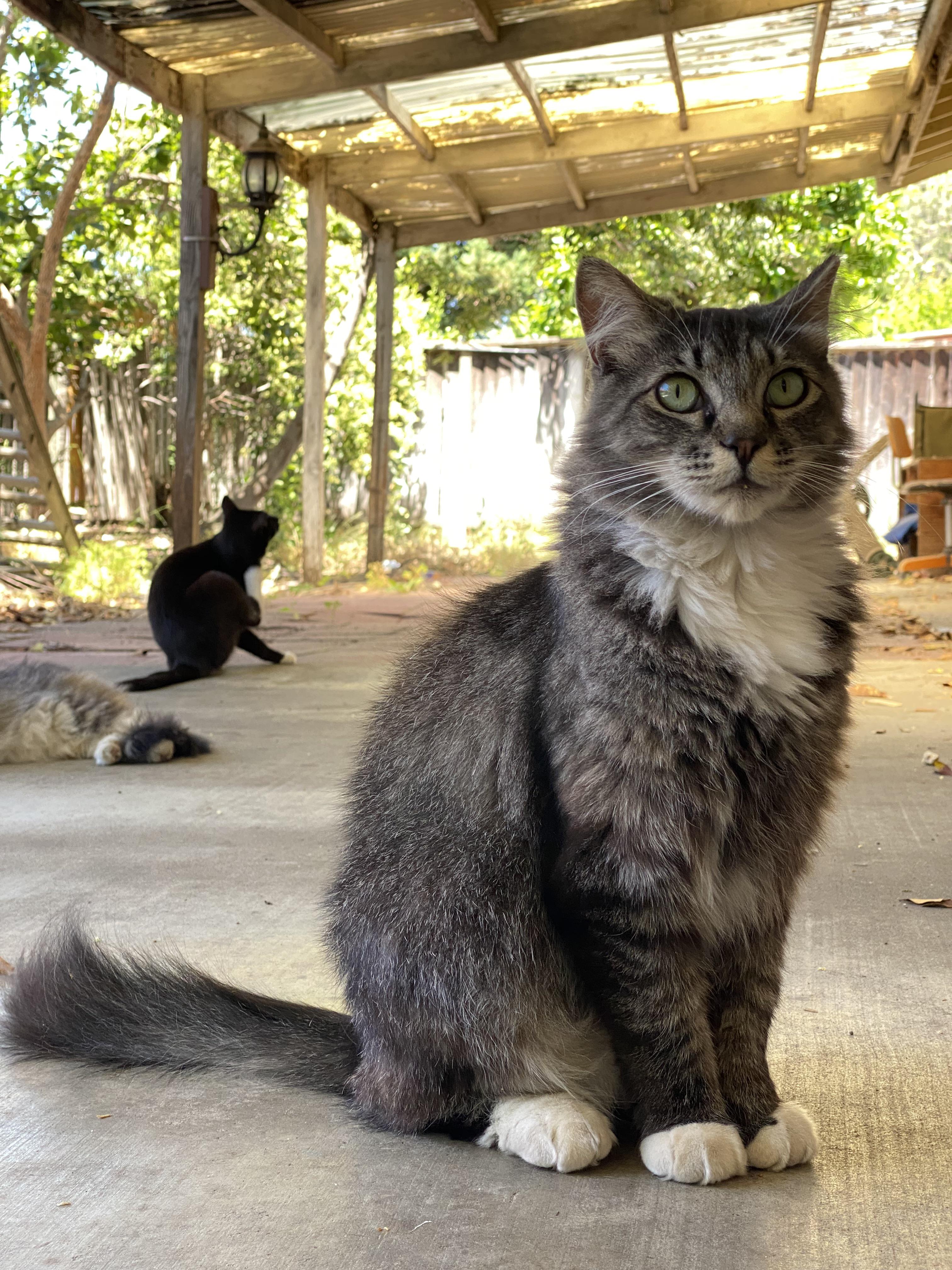 One of the floofs in the Backyard Kitty gang with bonus hidden mini floof and tuxedo cat | Scrolller