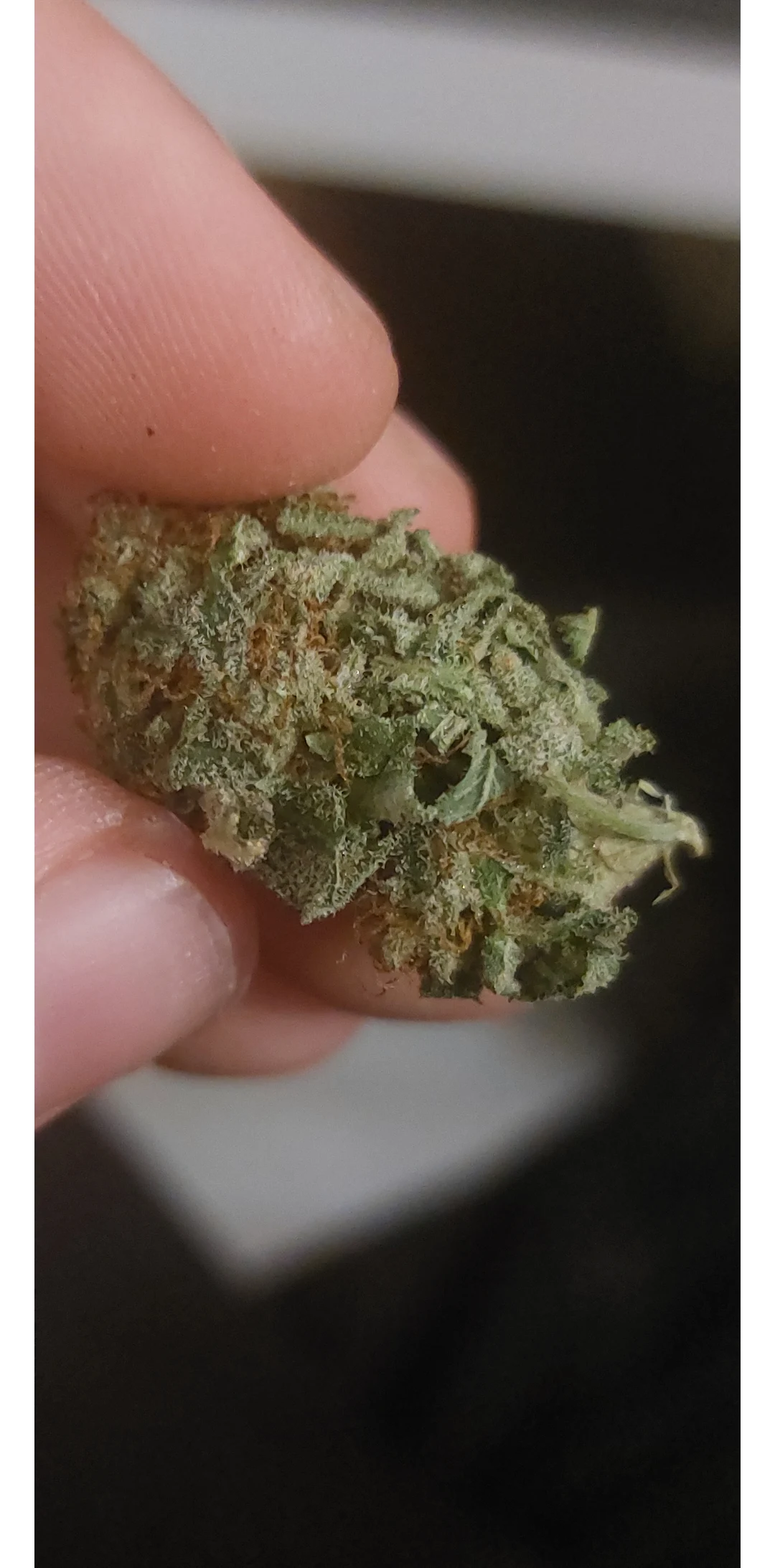 Weed in Finlanf | Scrolller