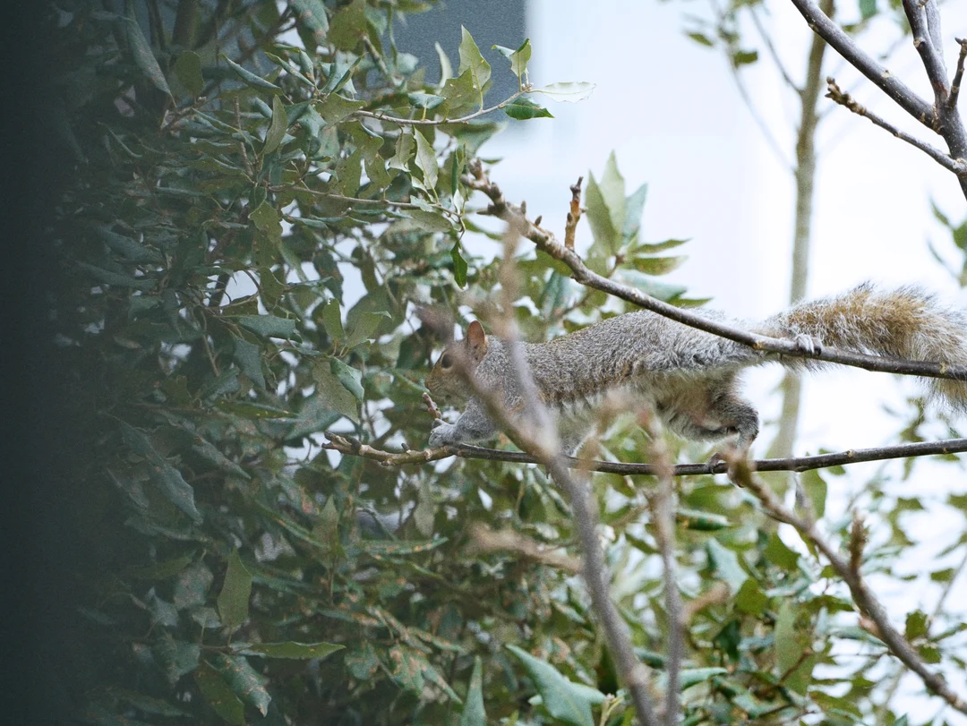 Discover more like Squirrels: The acrobat and Related Content | Scrolller