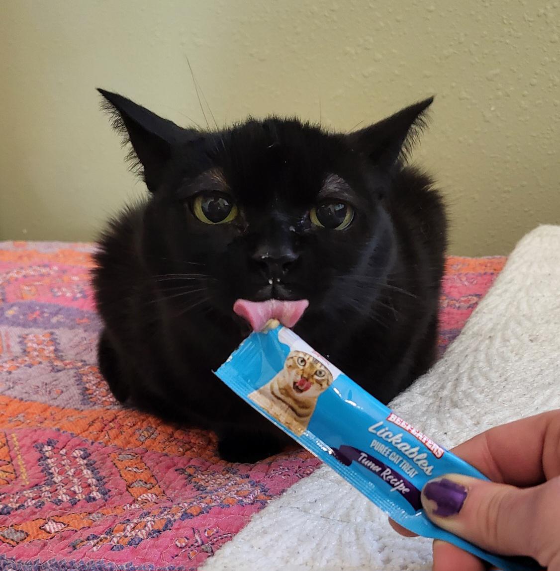 Void Blep | Scrolller