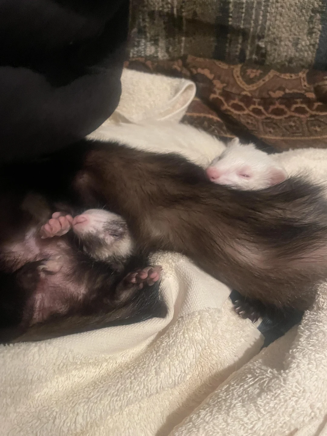 Cuddle Puddle of Ferrets | Scrolller