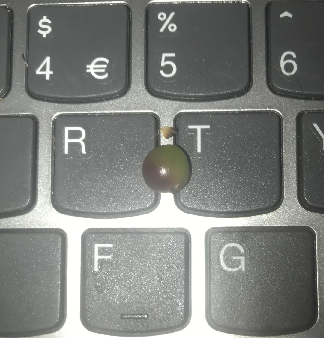 Tiny grape | Scrolller