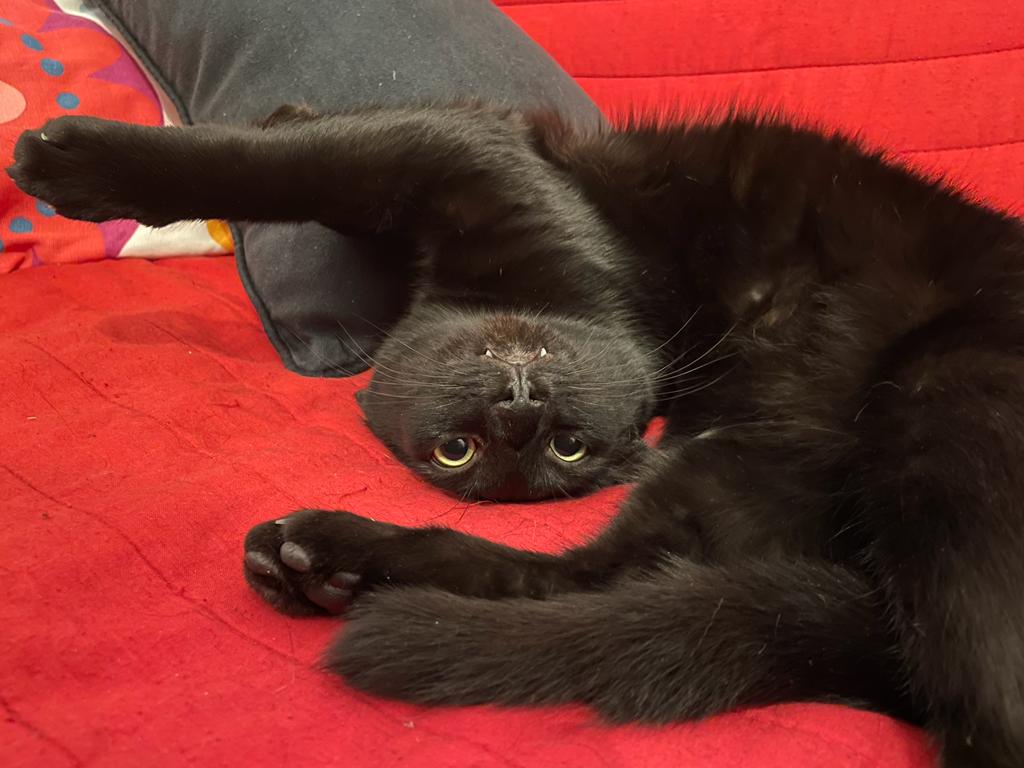 Derpy, but still very cute | Scrolller