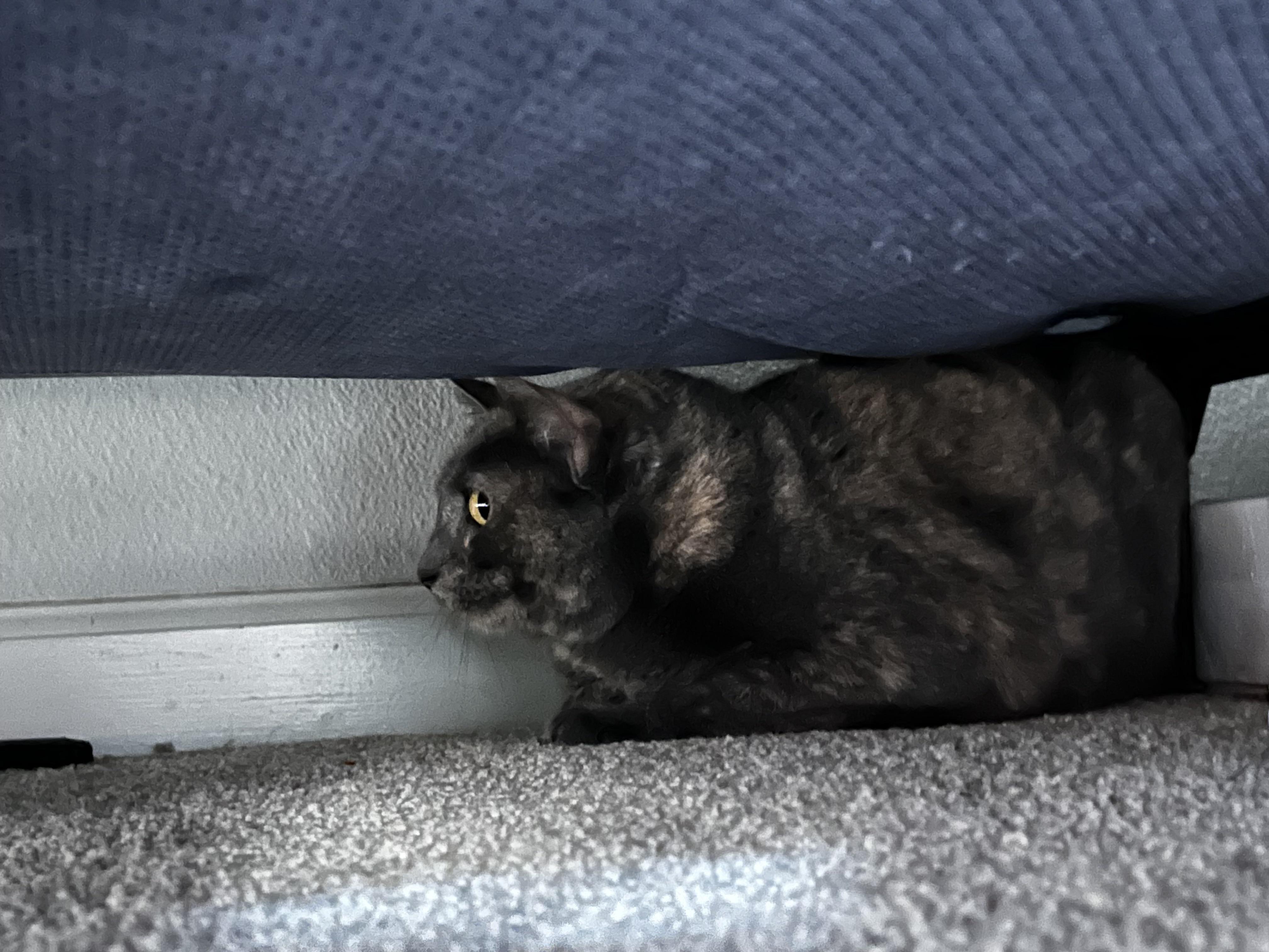 Under da bed loaf | Scrolller