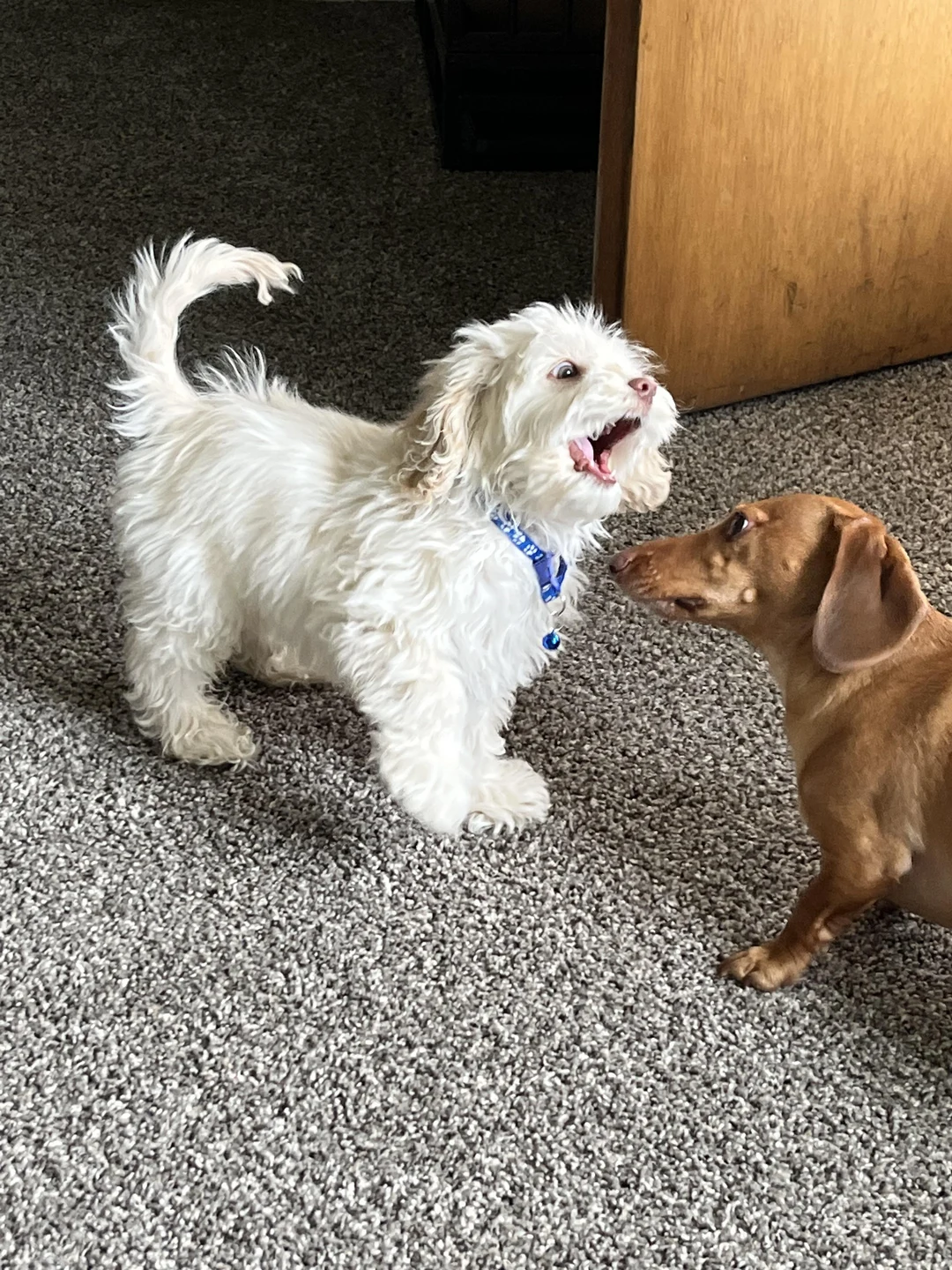 Brothers | Scrolller