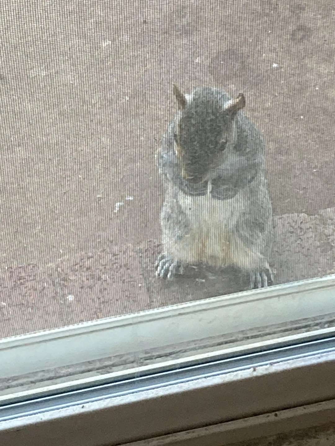 Discover more like Squirrels: Siggy waiting patiently for me to open the door with more treats 😀 ...