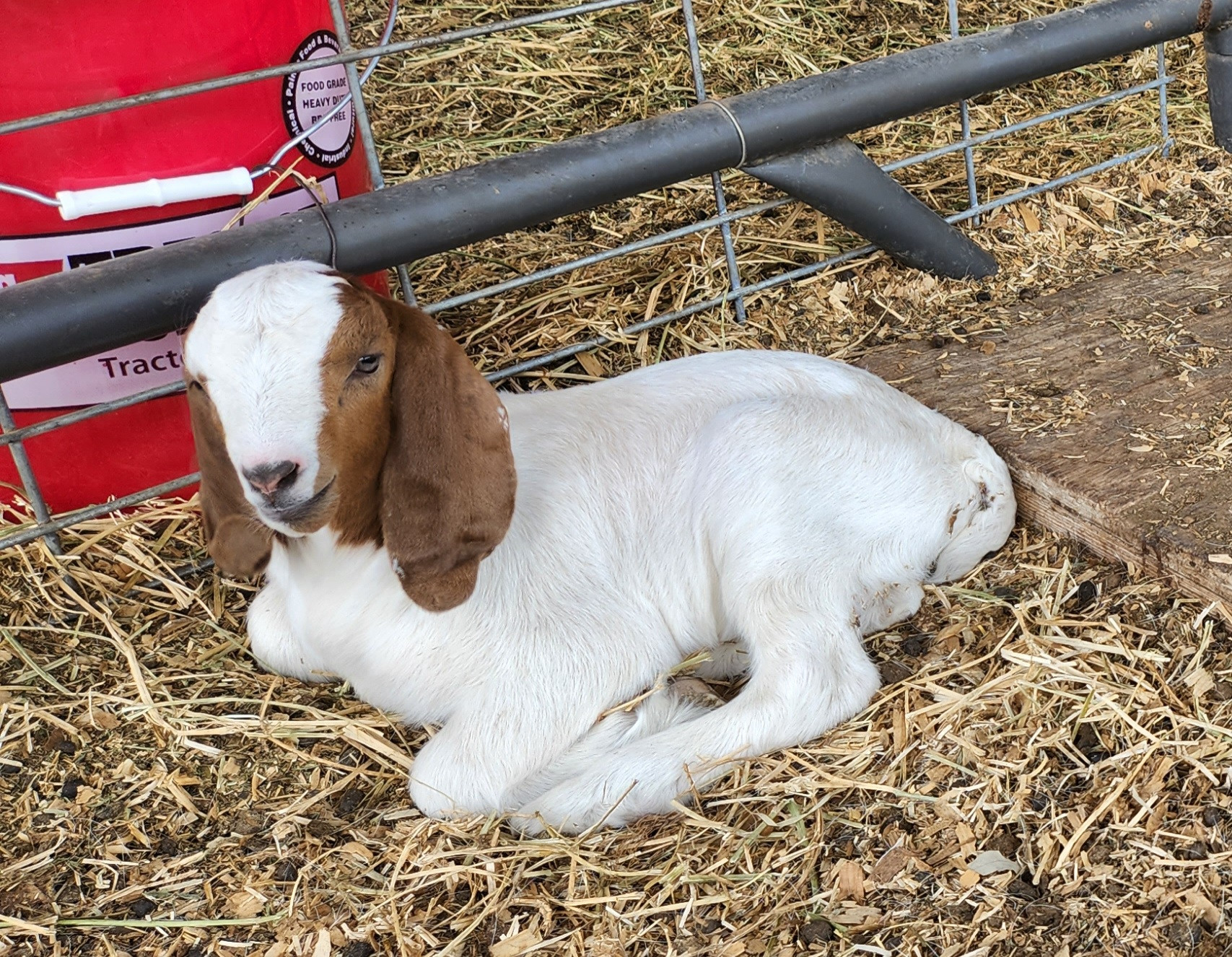 Ya'll like baby goats?? | Scrolller