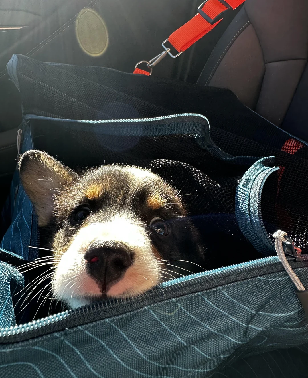 My new pup Bebop | Scrolller