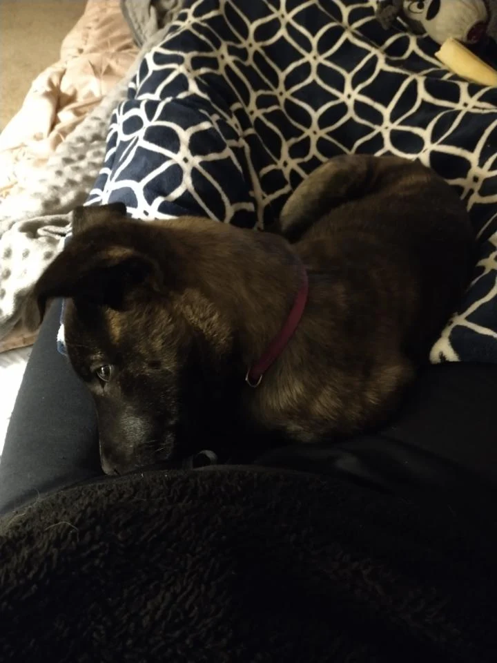 That feeling when mom works at horse barn but you're just a tired pup that wants to go back to ...