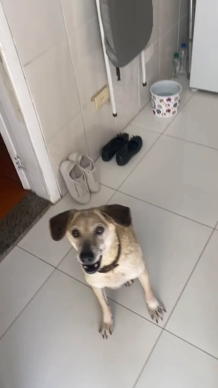 Mini politely asks for a treat. | Scrolller