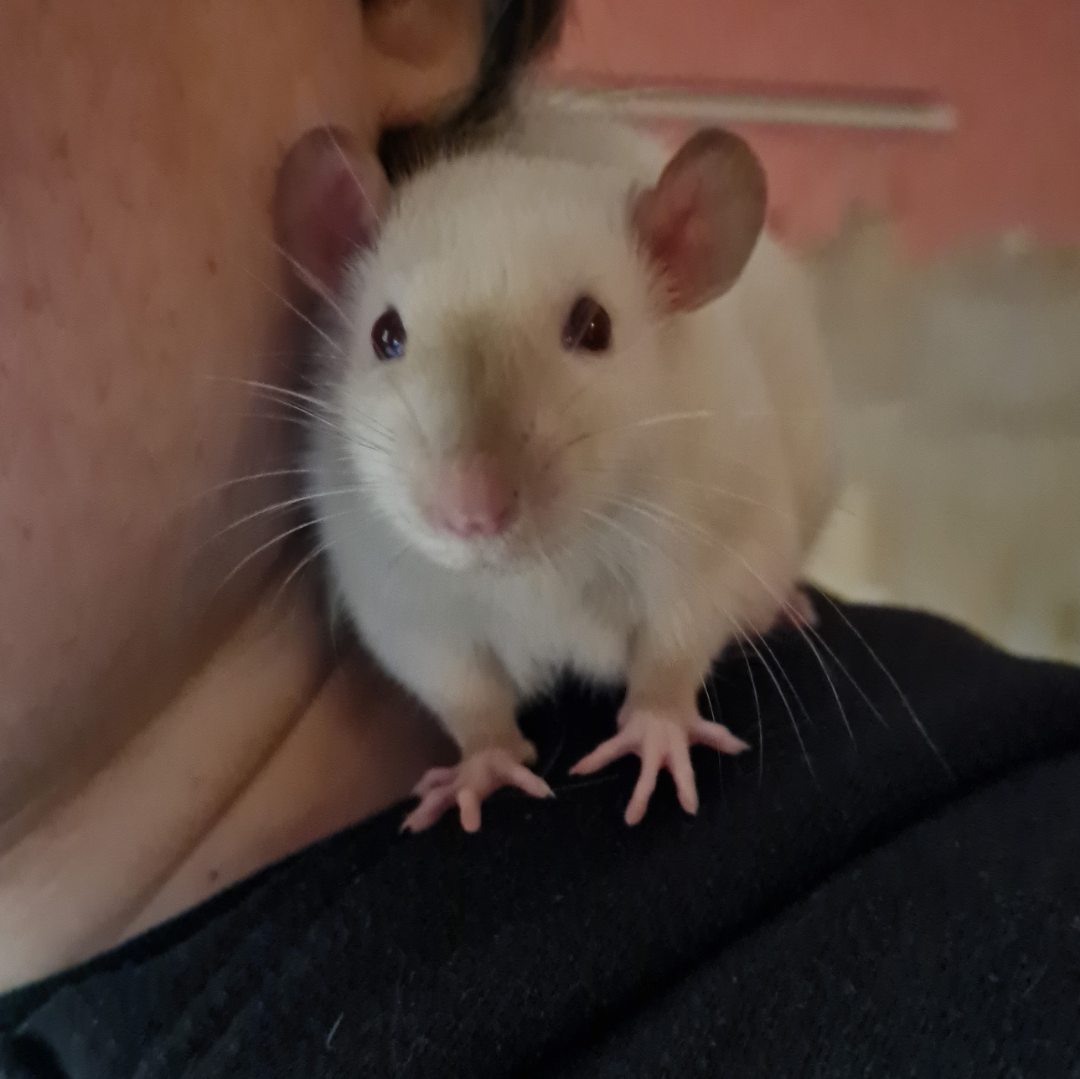 Our first siamese!! I'm obsessed w him 😭 | Scrolller