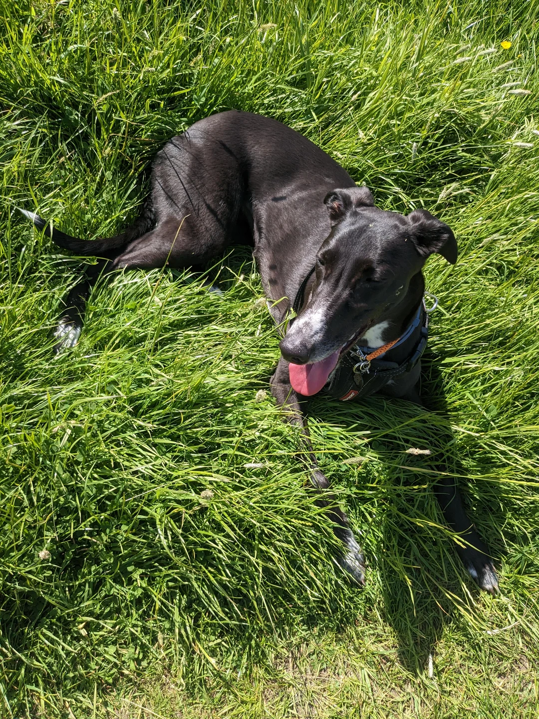 I will sing to my pup and if people don't like it, they can do one | Scrolller