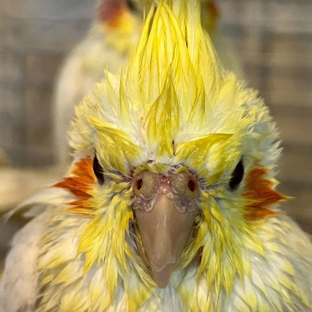 So you have chosen DEATH | Scrolller