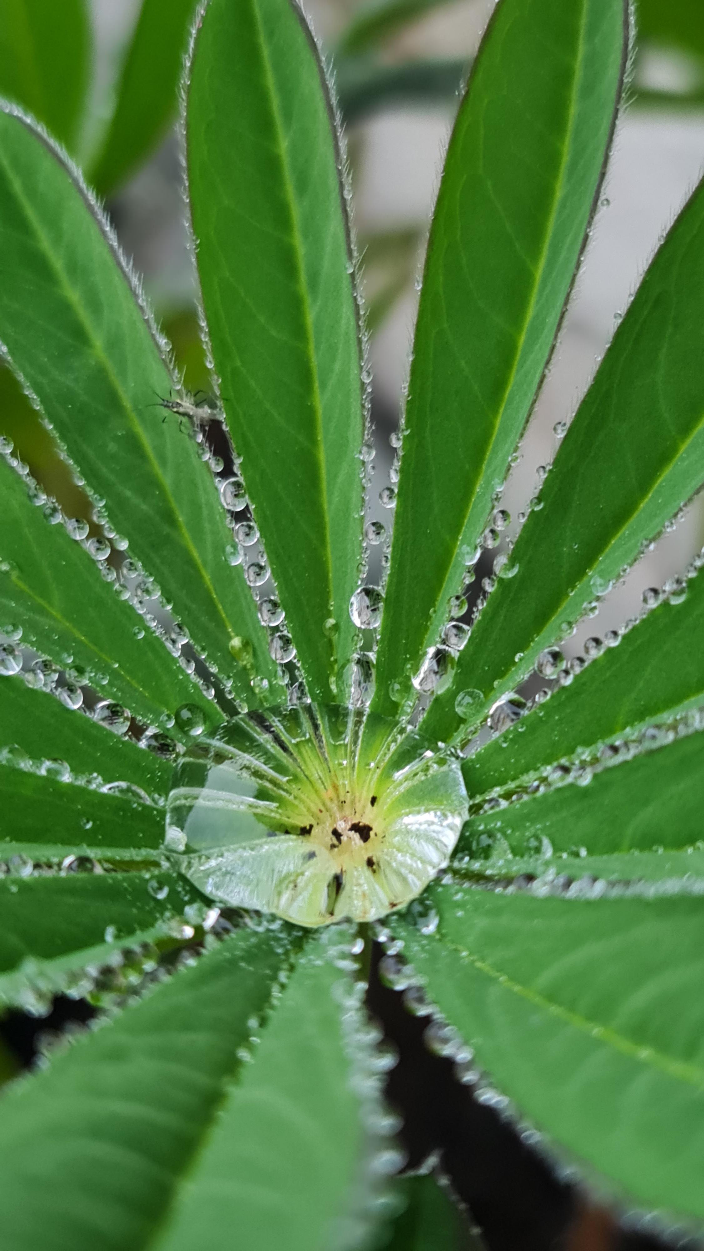 Water collected in this leaf. | Scrolller