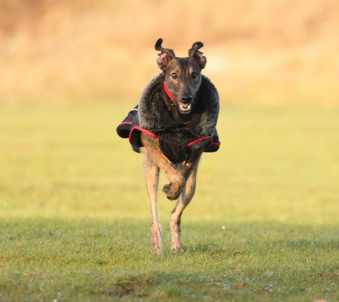 Introducing Toby in his new coat! | Scrolller