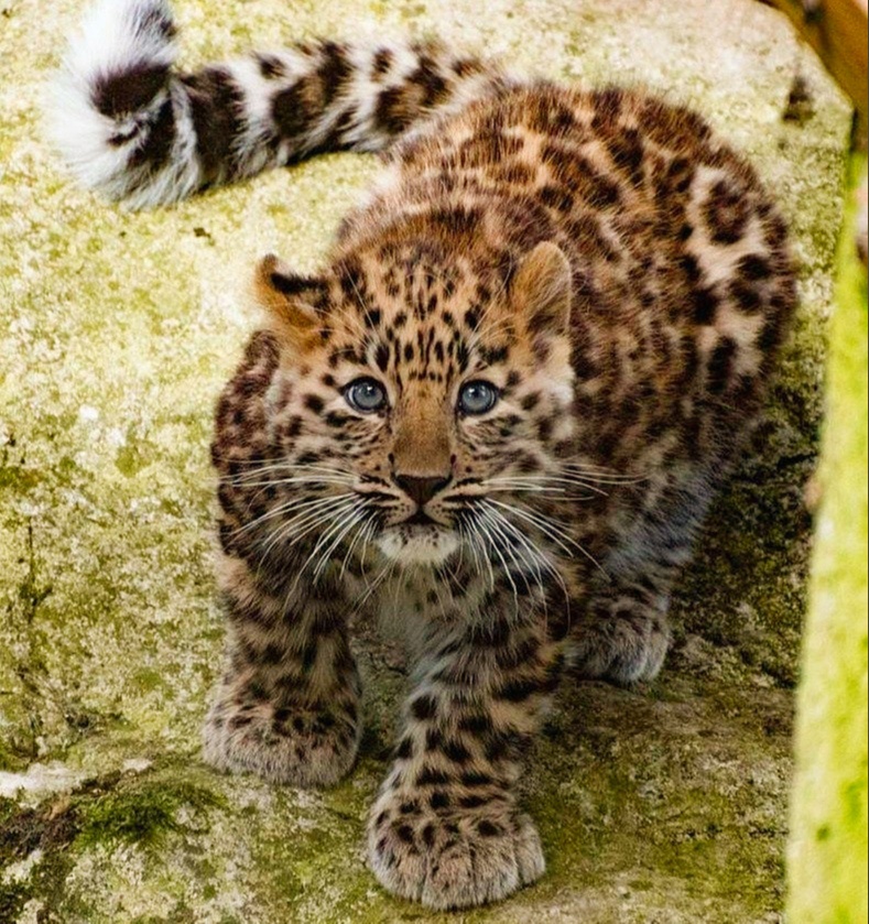 On soft paws. | Scrolller