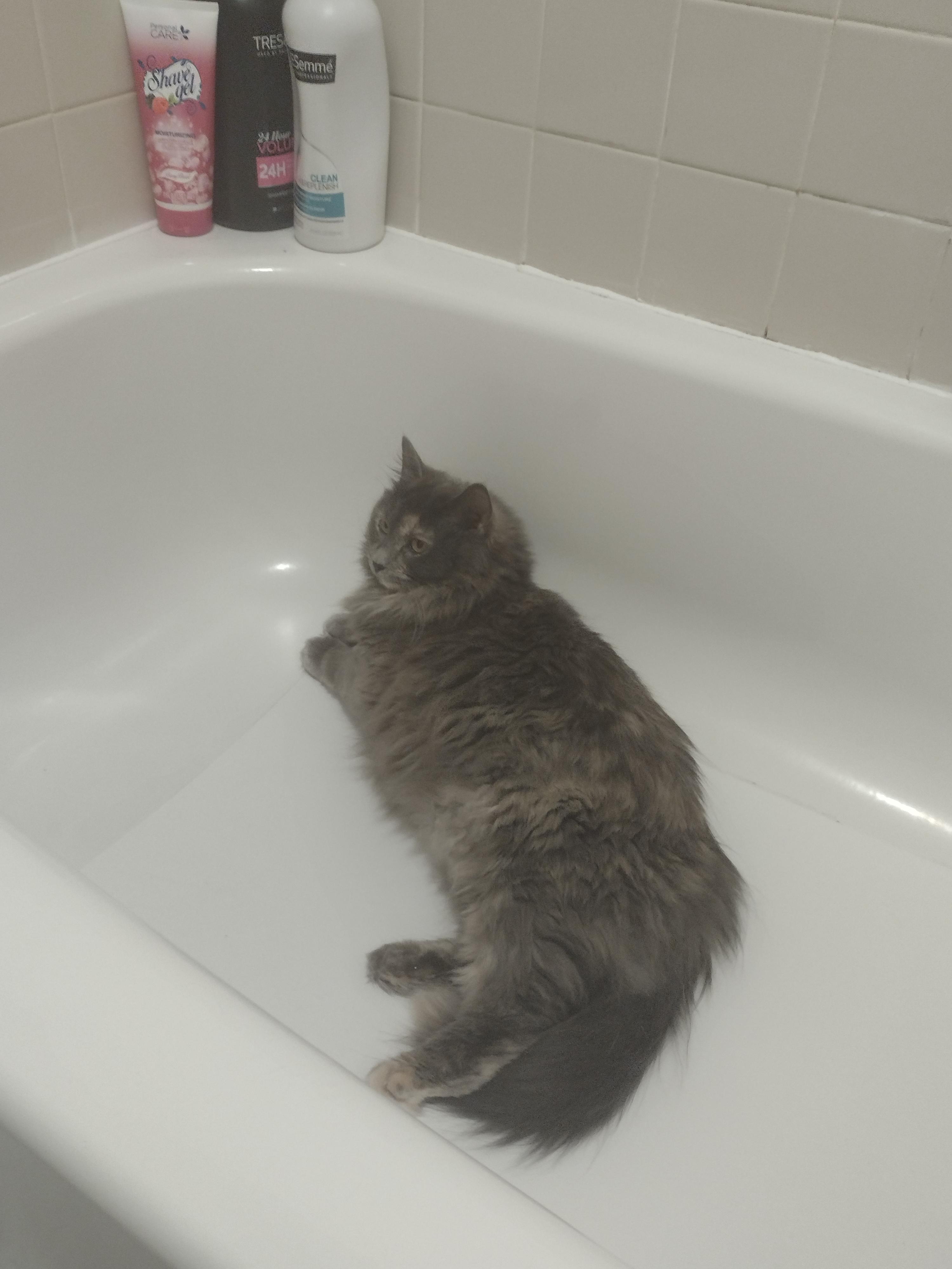 this is my weirdo kitty. her name is Nala | Scrolller