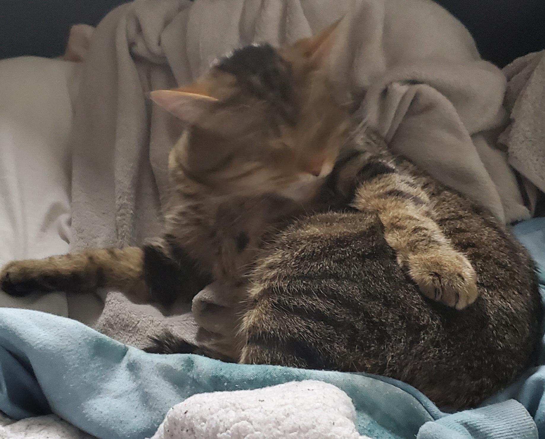 My cat was cleaning his fur and his head is the only thing that moved in the photo so it looks ...