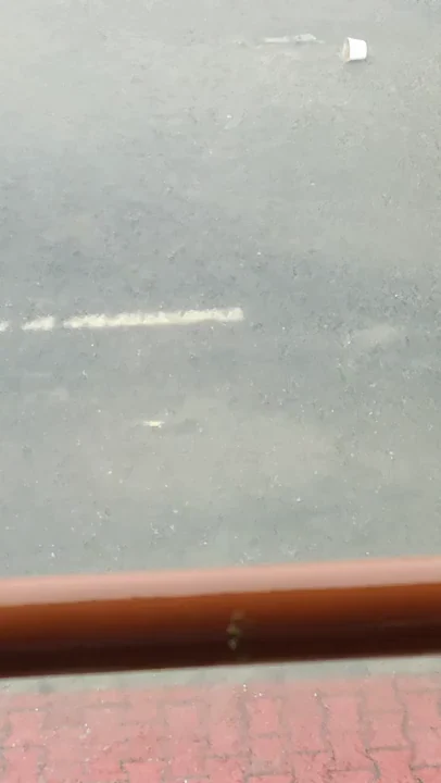 Just a frog on the road, in the Monsoon. | Scrolller